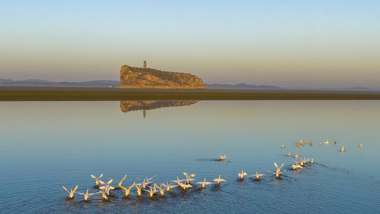 Migratory birds create mesmerizing waves over E China's Poyang Lake - CGTN