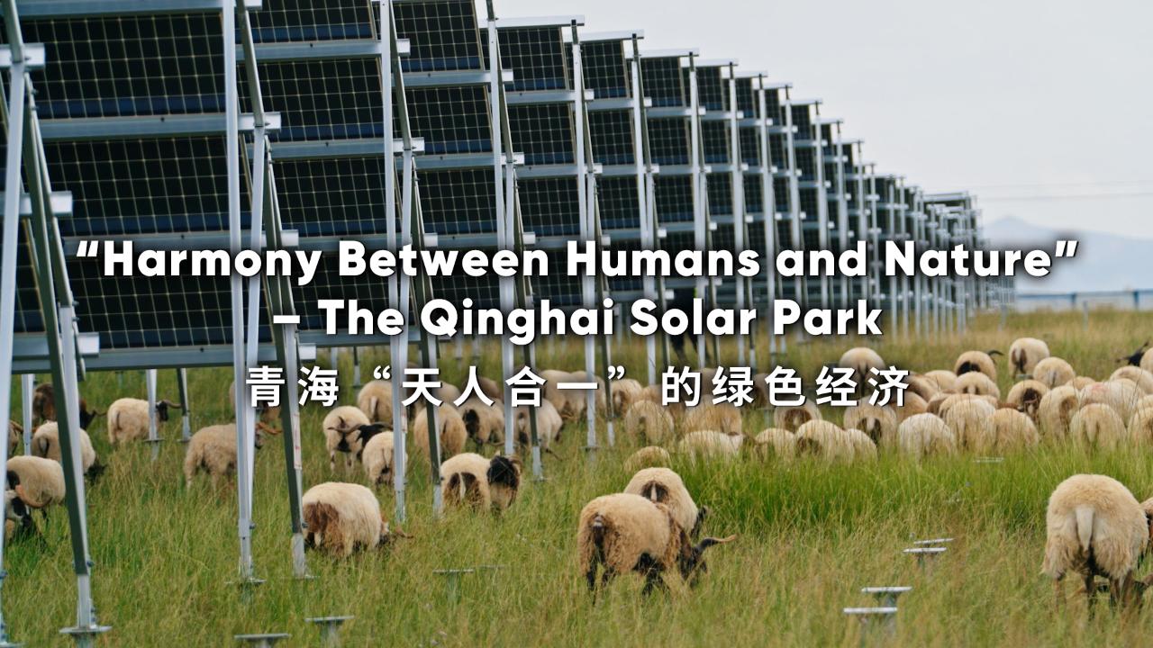 "Harmony Between Humans and Nature" – The Qinghai Solar Park - CGTN