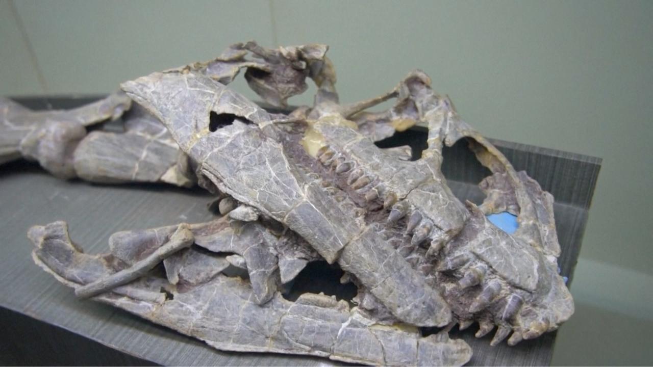 Chinese scientists unveil new Early Jurassic dinosaur species - CGTN