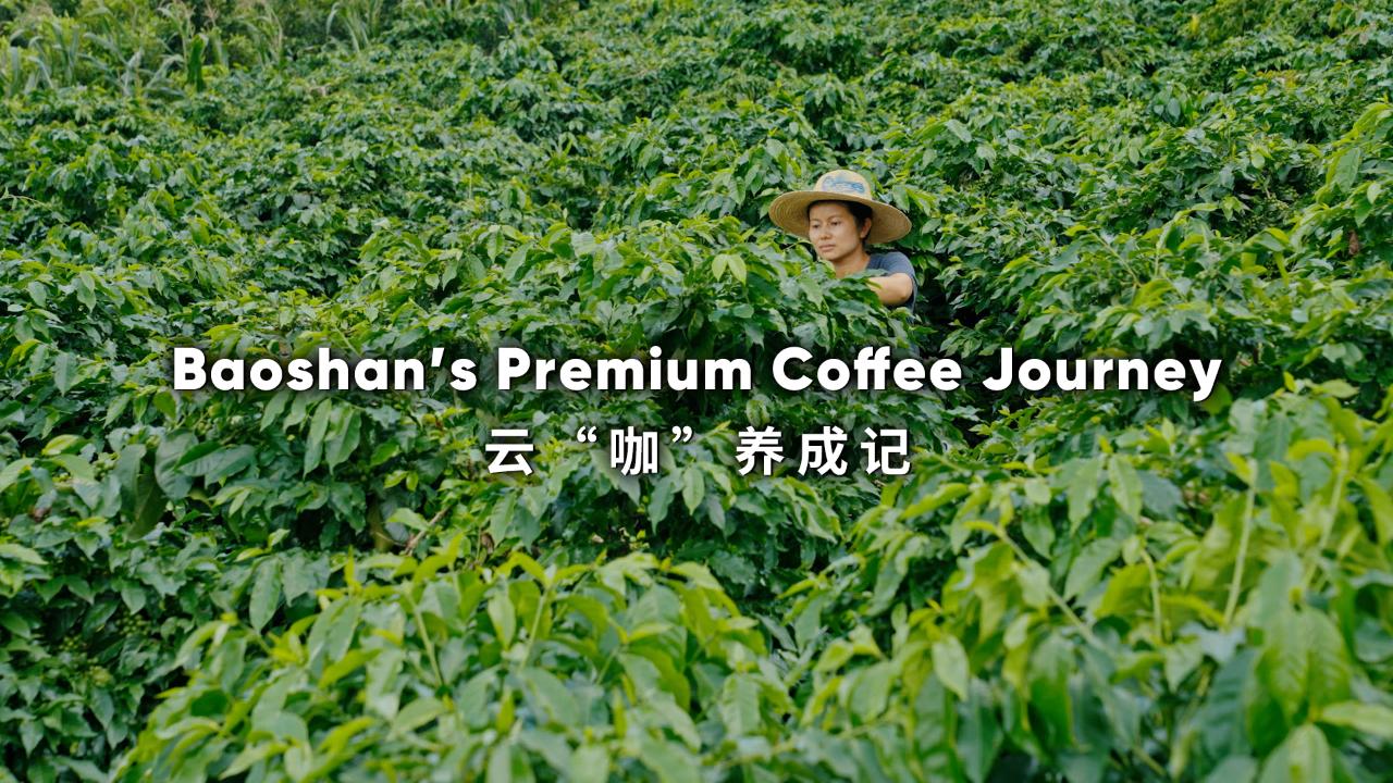 Baoshan's premium coffee journey - CGTN