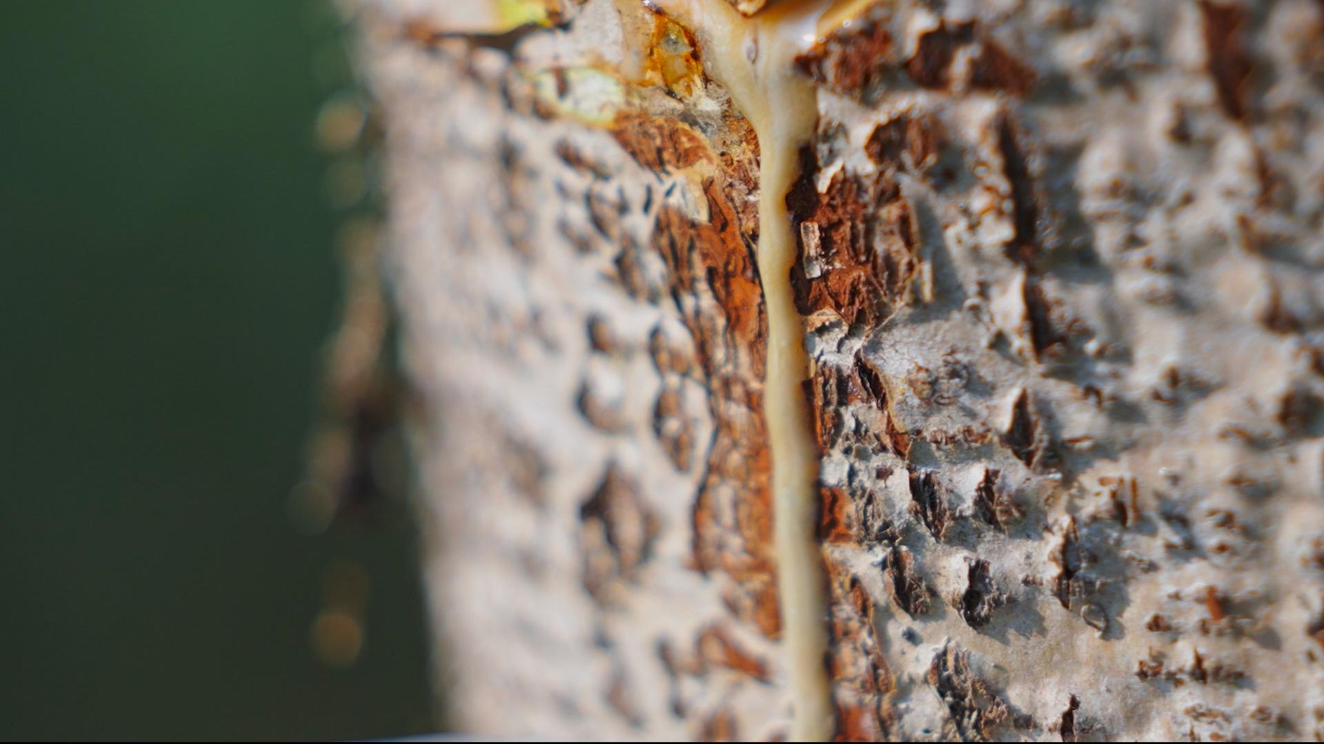 Lacquer harvesting: The origin and craft behind lacquerware art - CGTN