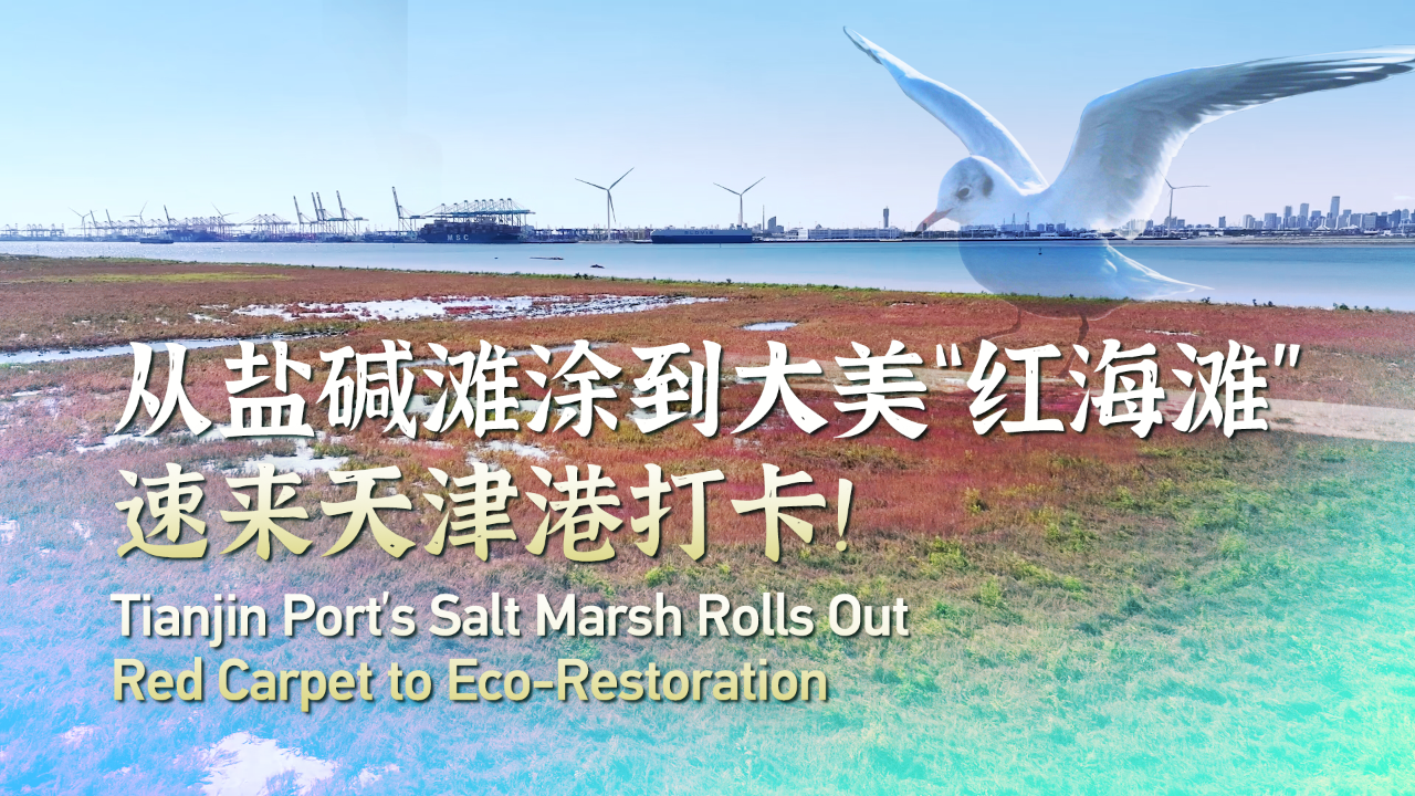 Tianjin Port's salt marsh rolls out red carpet to eco-restoration - CGTN
