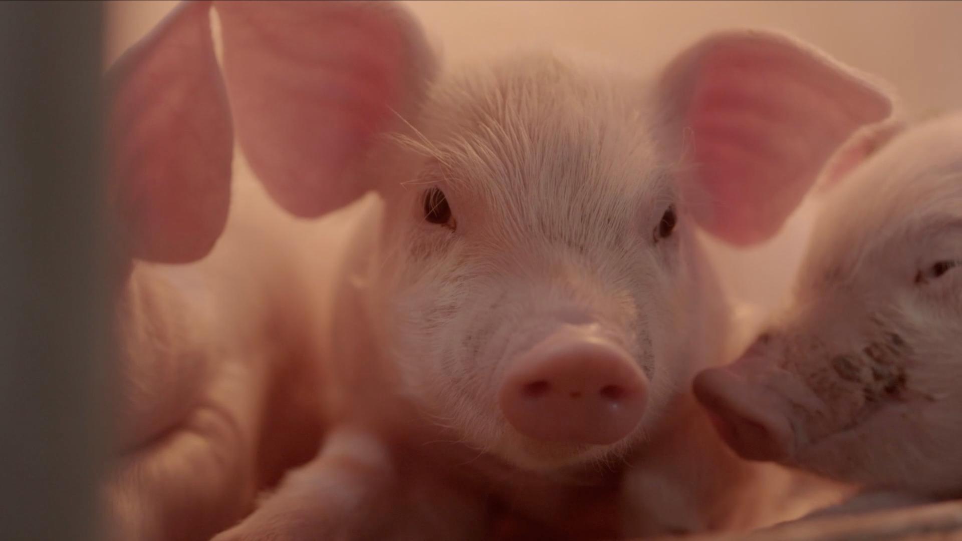 Smart pig farms and 'circular economy' - CGTN