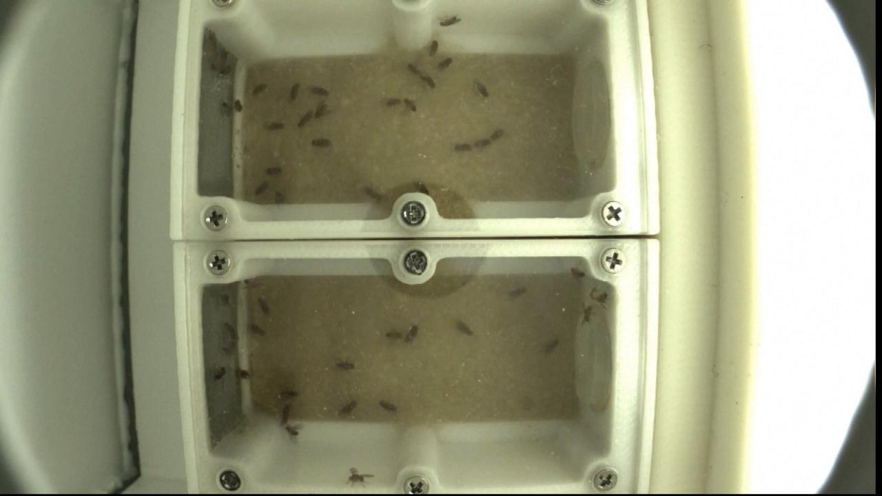 China carries out in-orbit fruit fly experiment - CGTN