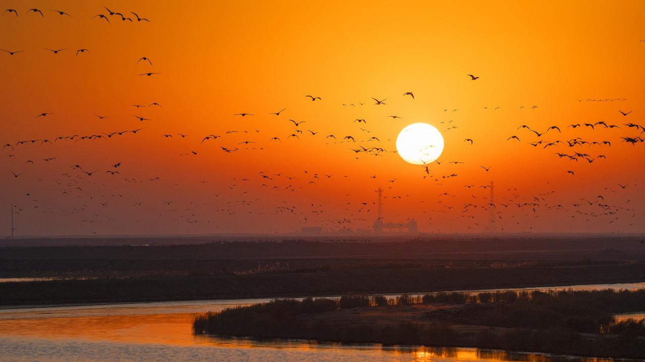 Migratory birds glide over melting ice in Yellow River - CGTN