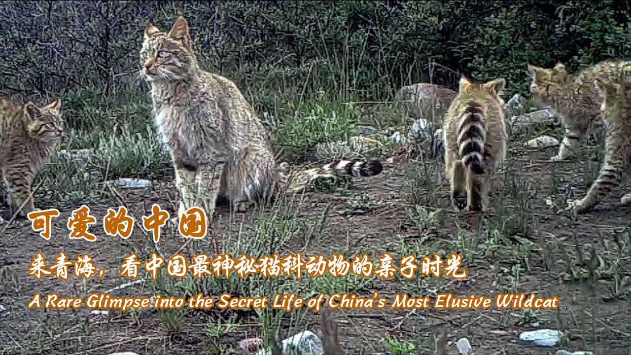 A rare glimpse into the secret life of China's most elusive wildcat - CGTN