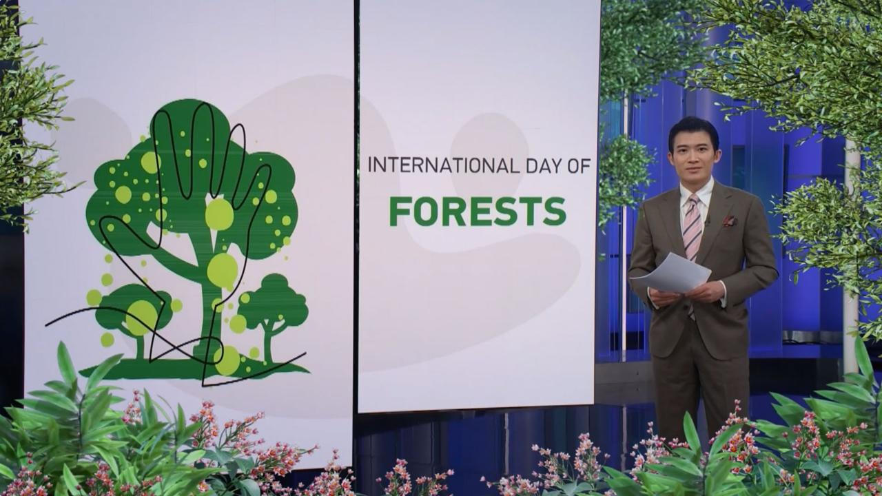 International Day of Forests: China's efforts in forest conservation - CGTN