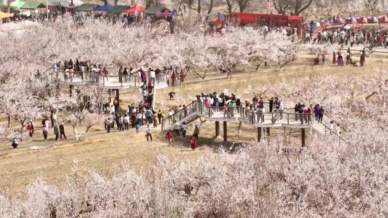 Spring blossoms, vibrant experiences captivate tourists nationwide - CGTN