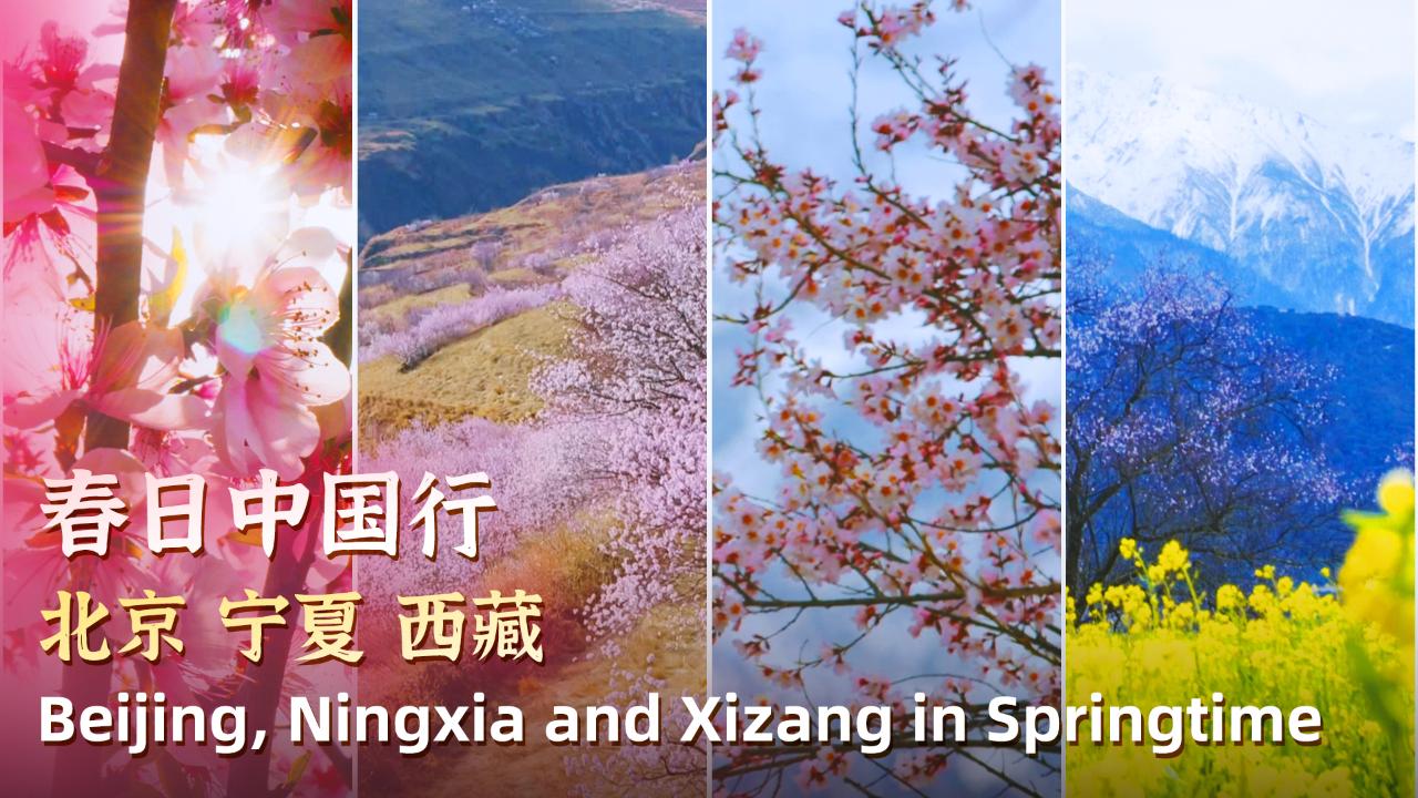 Springtime in China: Peach blossom wonderlands from Beijing to Xizang ...