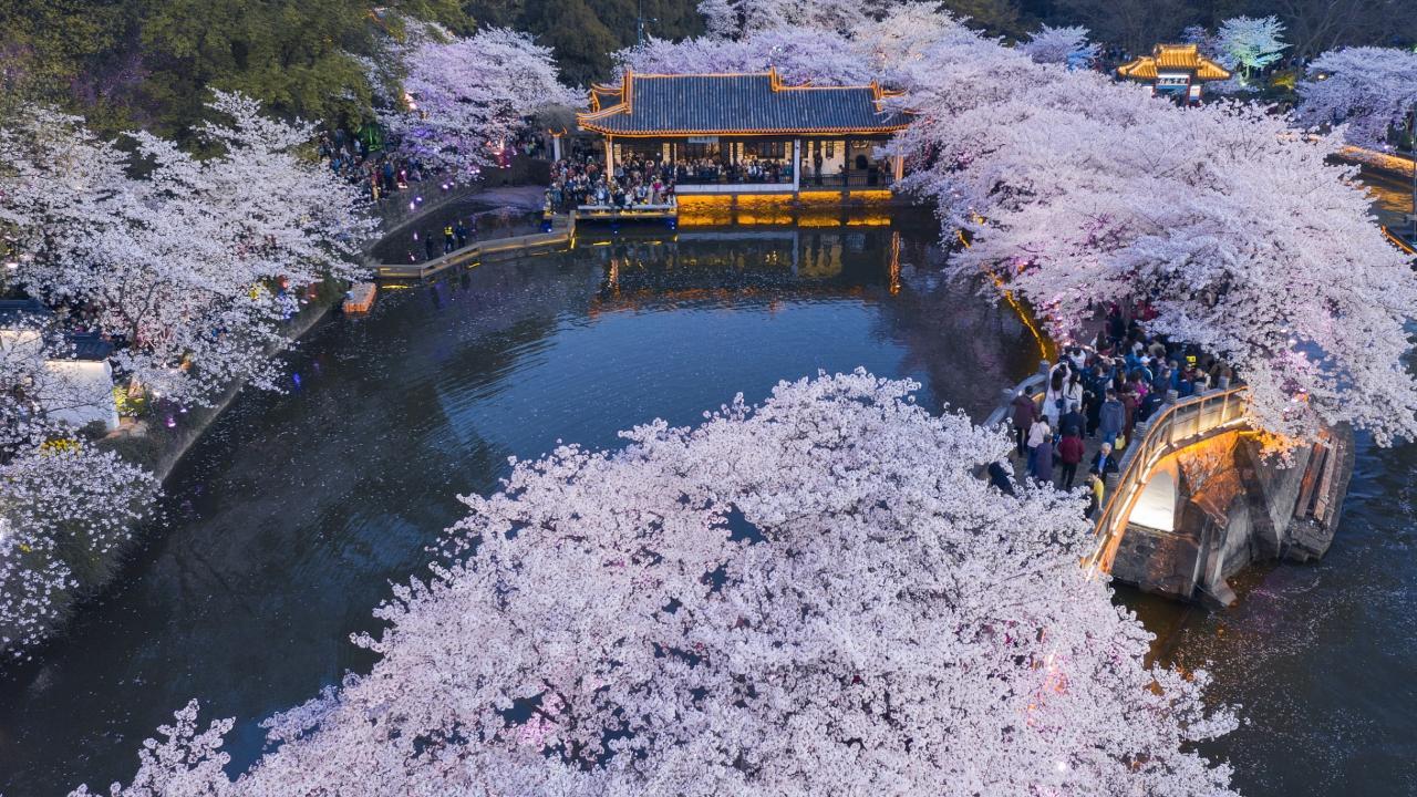 Cherry blossoms in Yuantouzhu Scenic Area in China's Wuxi - CGTN