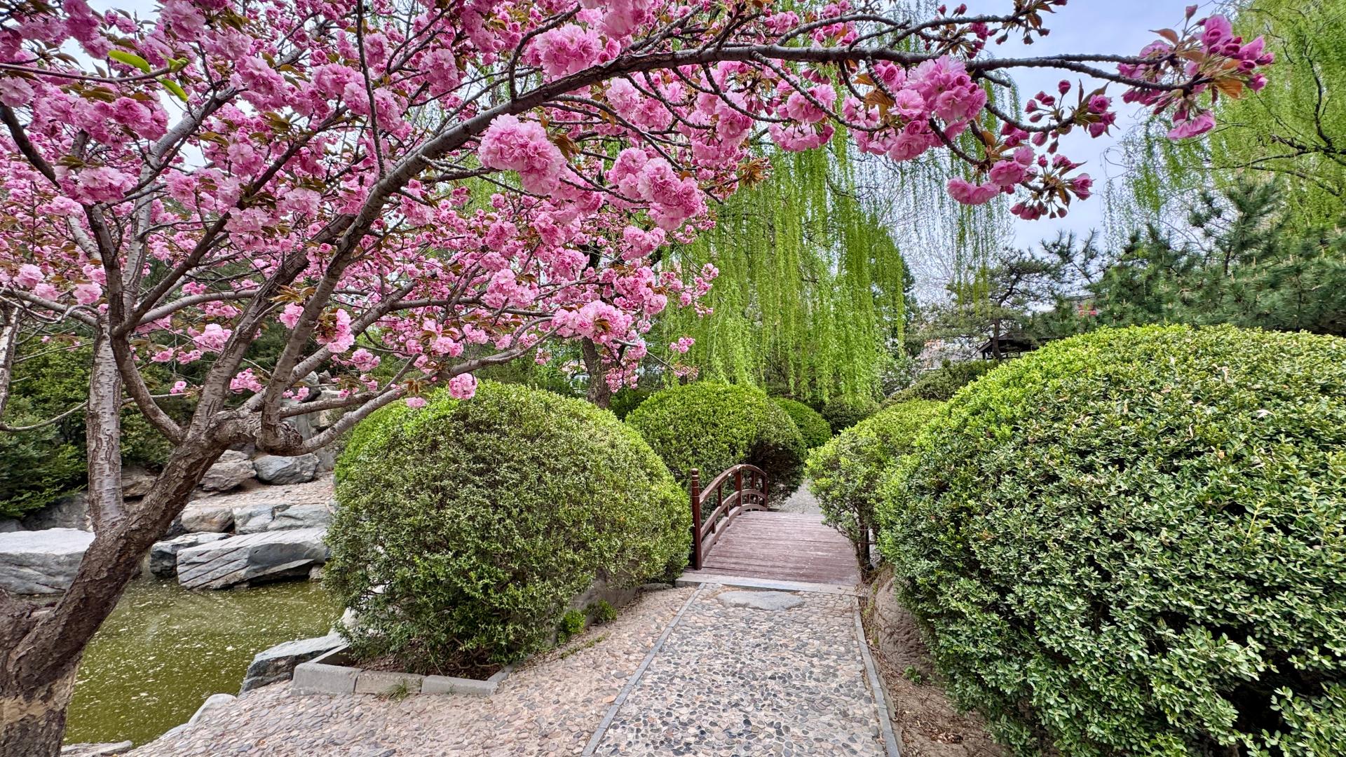 Chinese and Japanese gardens in Beijing's Shuangxiu Park - CGTN