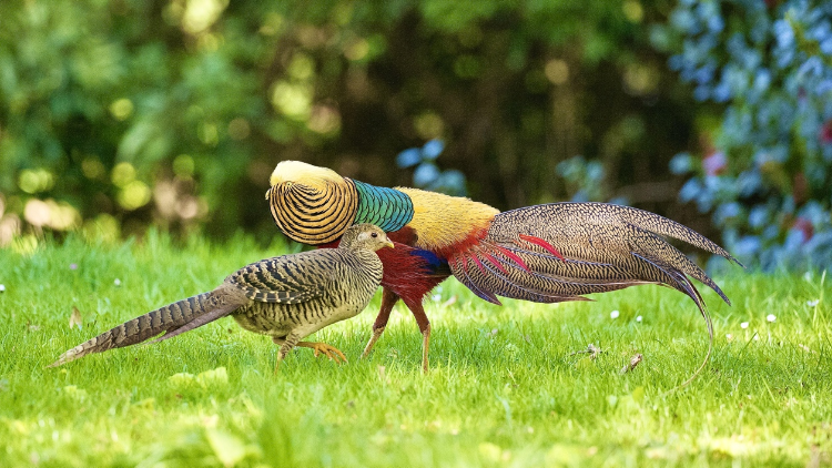 Golden pheasants dazzle with courtship displays - CGTN