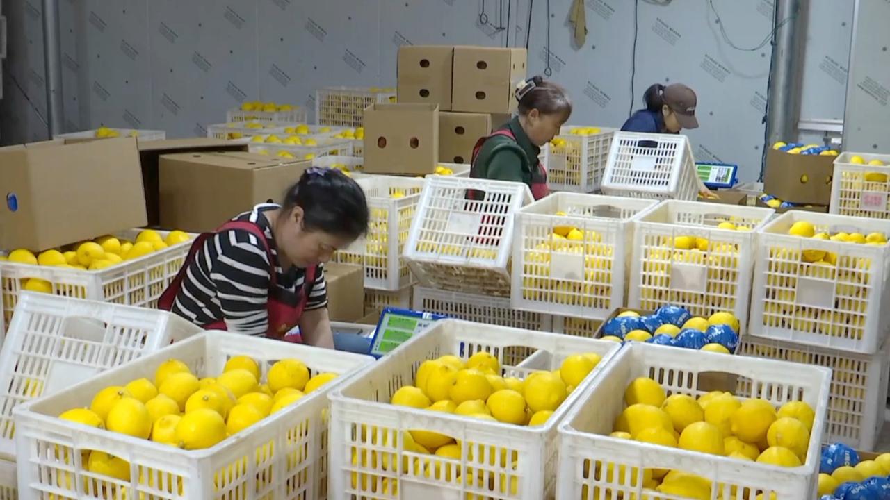 Fresh lemons from SW China's Chongqing reach Vietnam in 48 hours - CGTN
