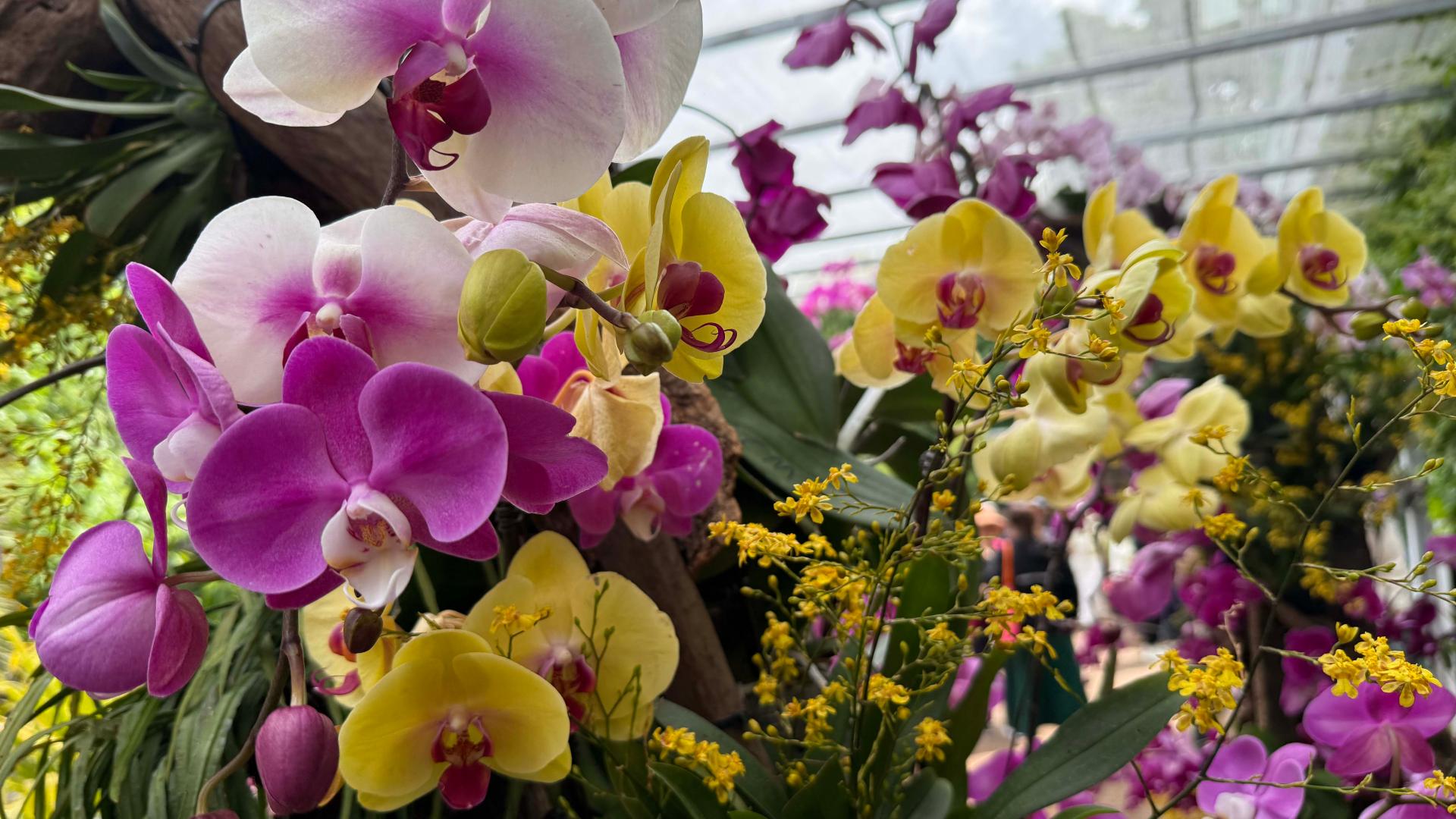 Orchid exhibition aims to raise public awareness about biodiversity - CGTN