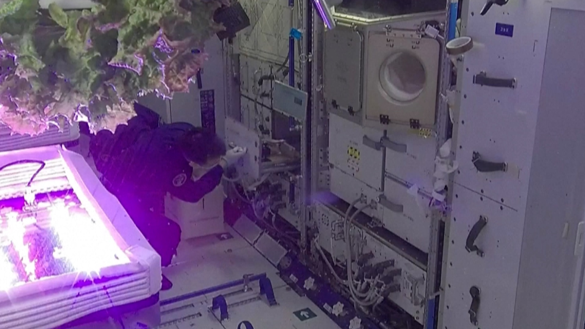 First planarian regeneration experiment at China's space station - CGTN