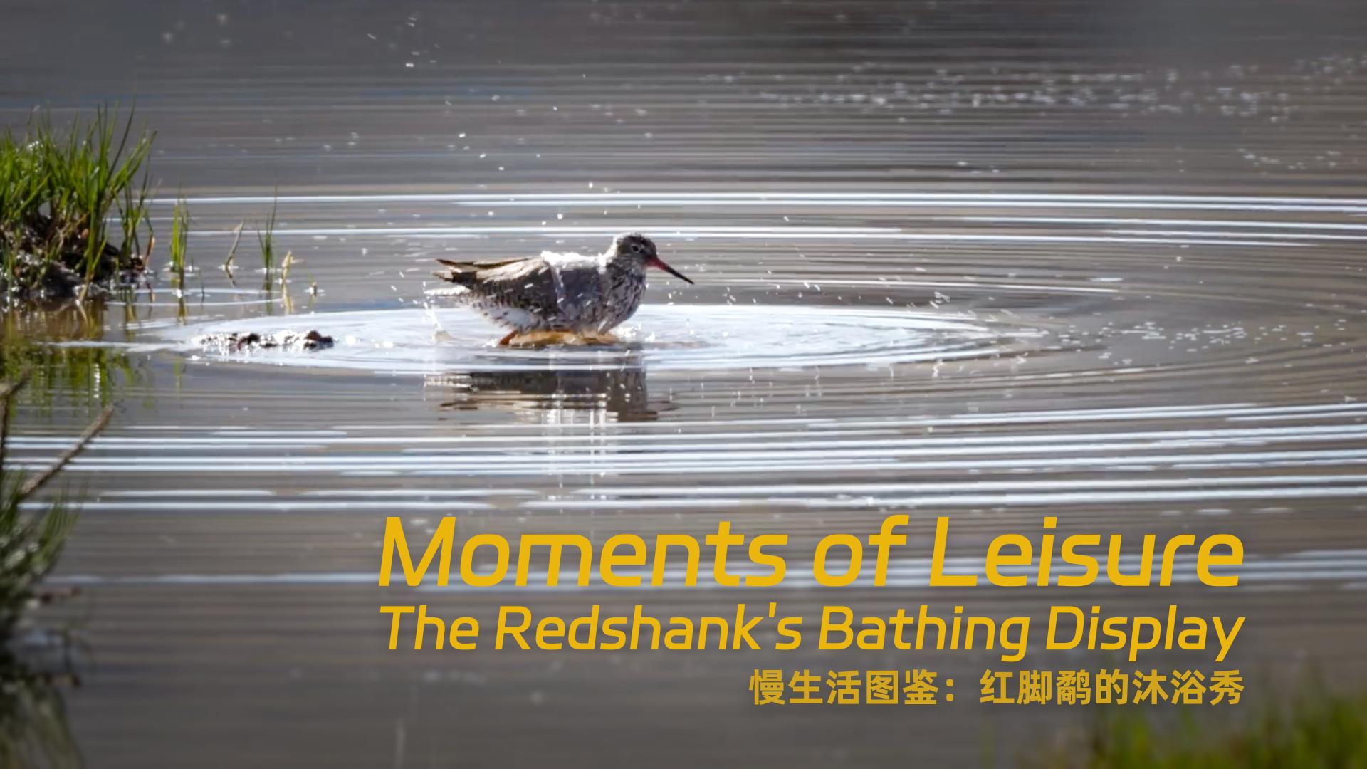 Moments of leisure: The redshank's bathing display - CGTN