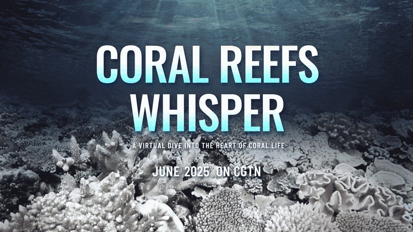 Coral reefs whisper: A four-episode dive into heart of the South China Sea - CGTN