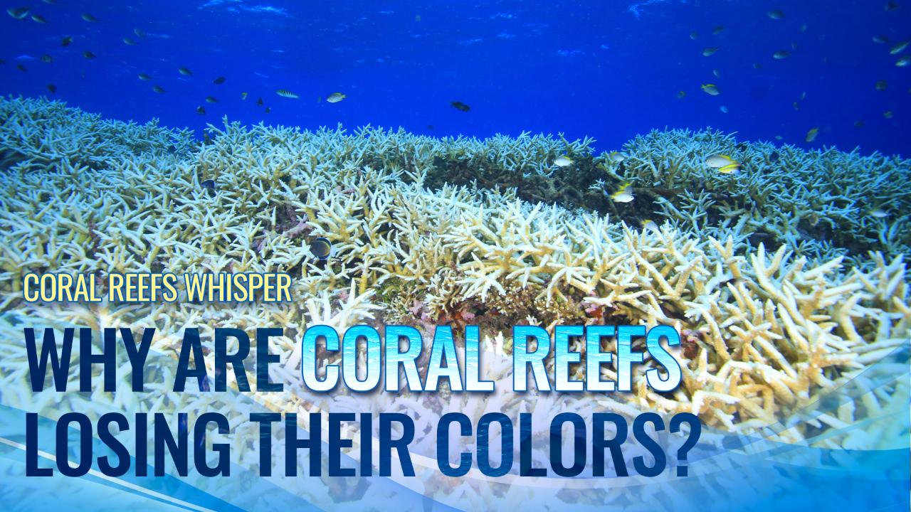 Why are coral reefs losing their colors? - CGTN