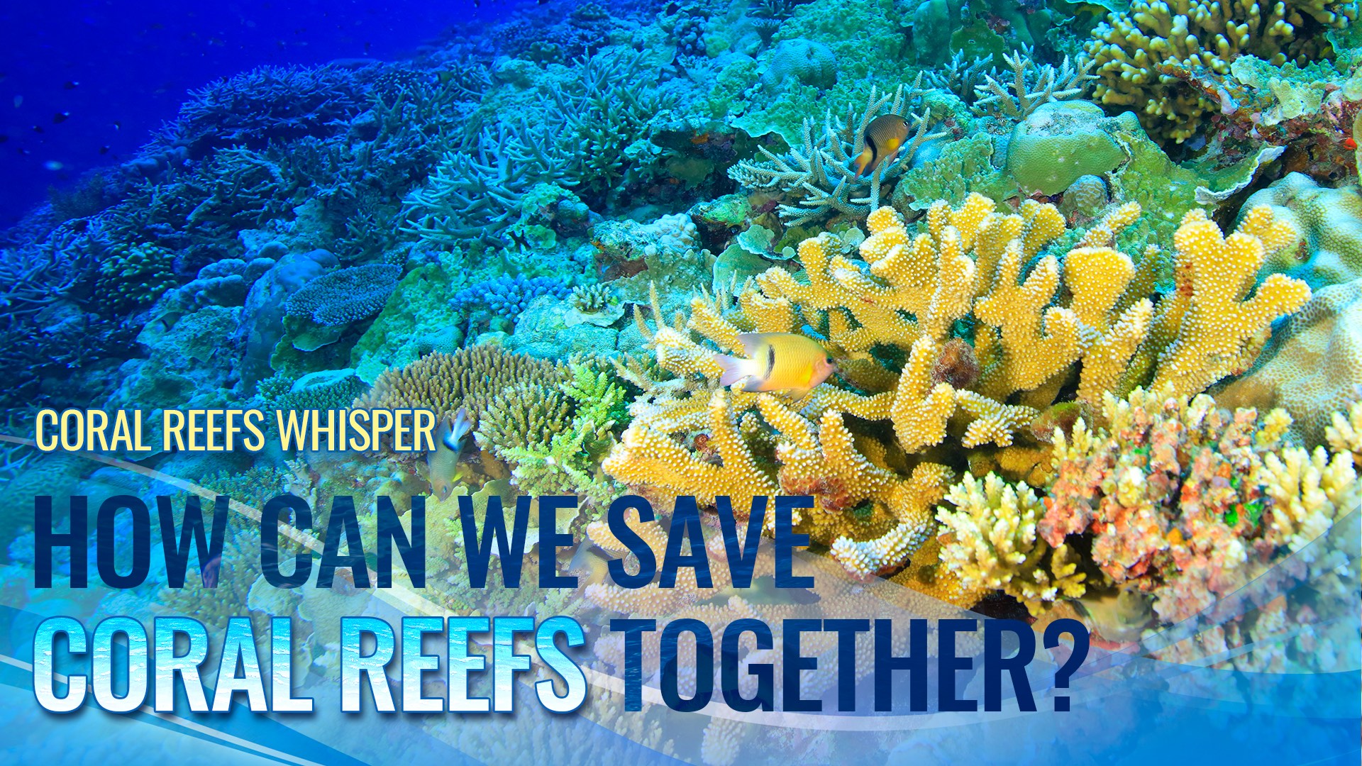 How can we save coral reefs? - CGTN