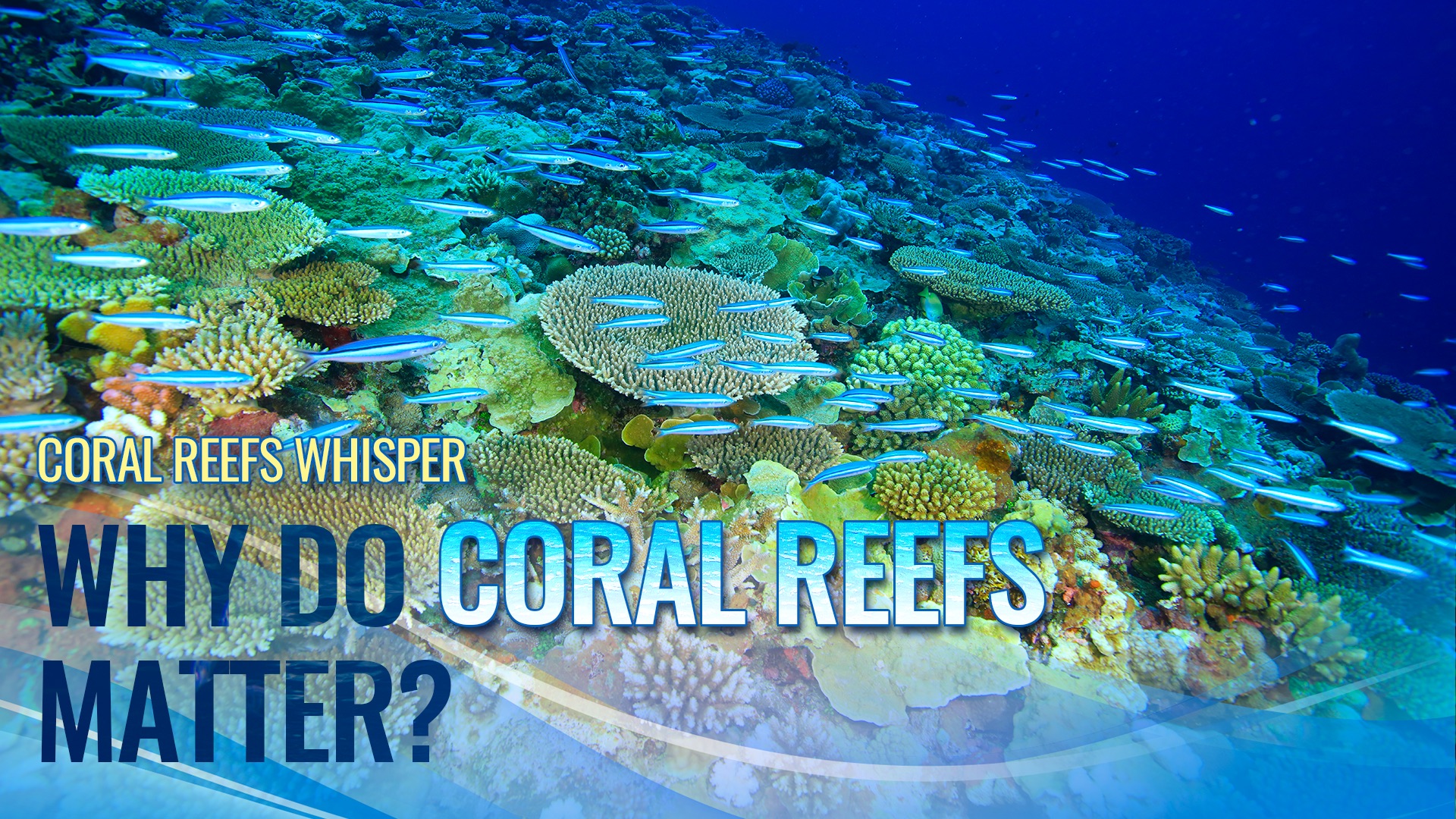 Why do coral reefs matter? - CGTN