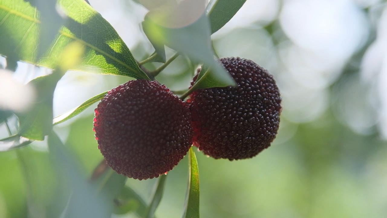 Zhejiang's yumberry season: A sweet taste of China going global - CGTN