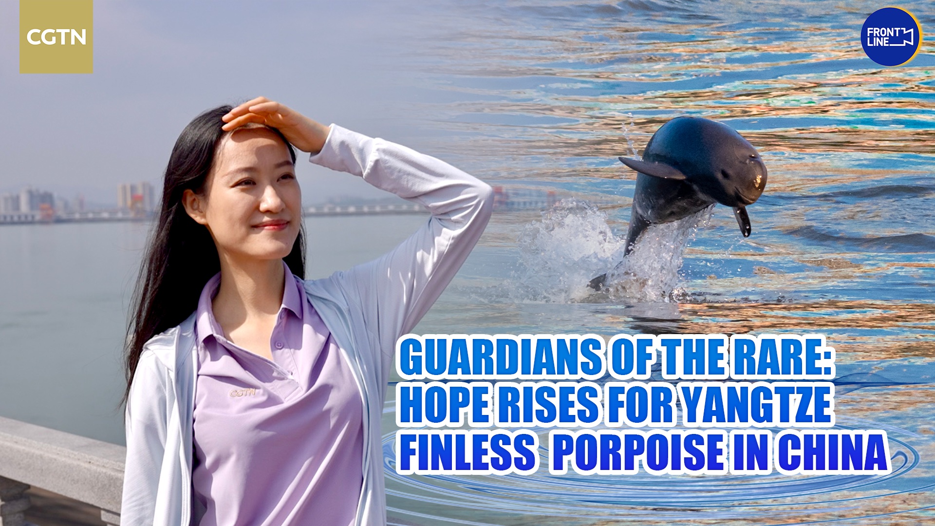 Guardians of the rare: Hope rises for Yangtze finless porpoise - CGTN
