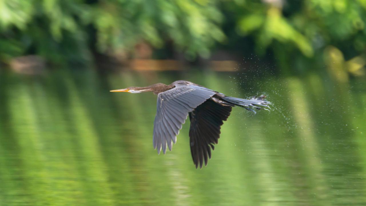 Rare snakebird sighted in S China's Hainan for first time - CGTN