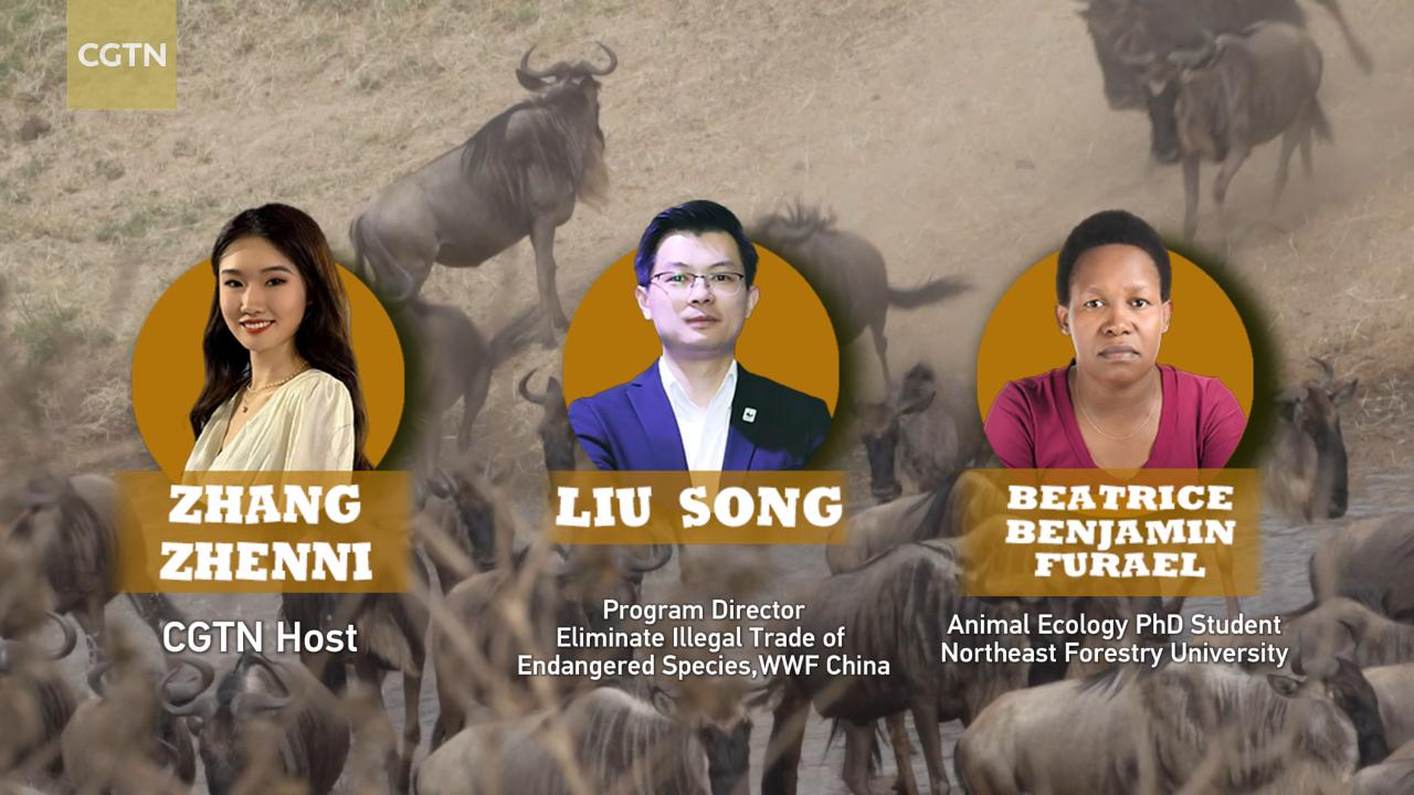 Experts share tips for experiencing the Great Migration - CGTN