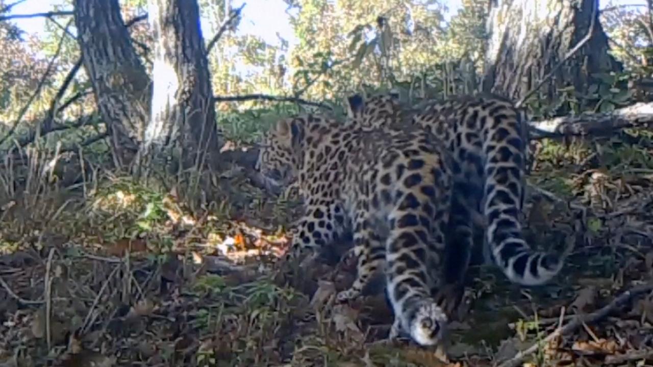 China's tiger, leopard numbers rise with conservation - CGTN