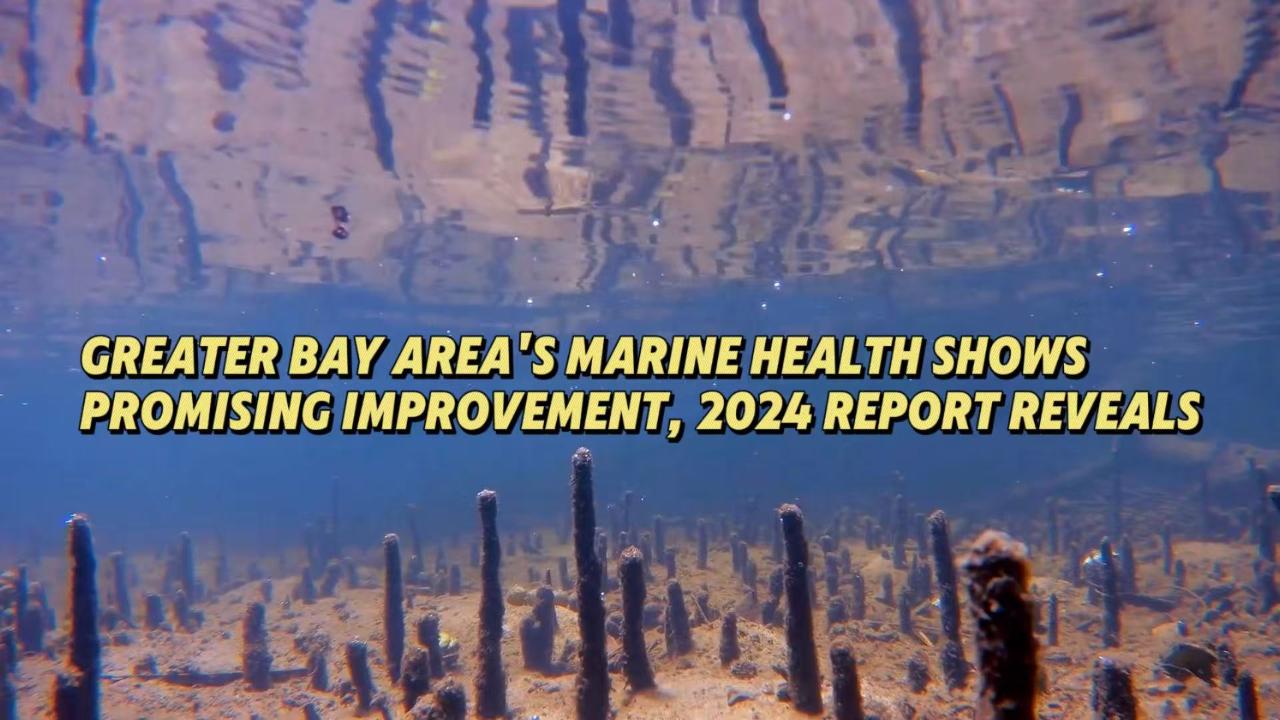 GBA's marine health shows promising improvement, 2024 report reveals - CGTN