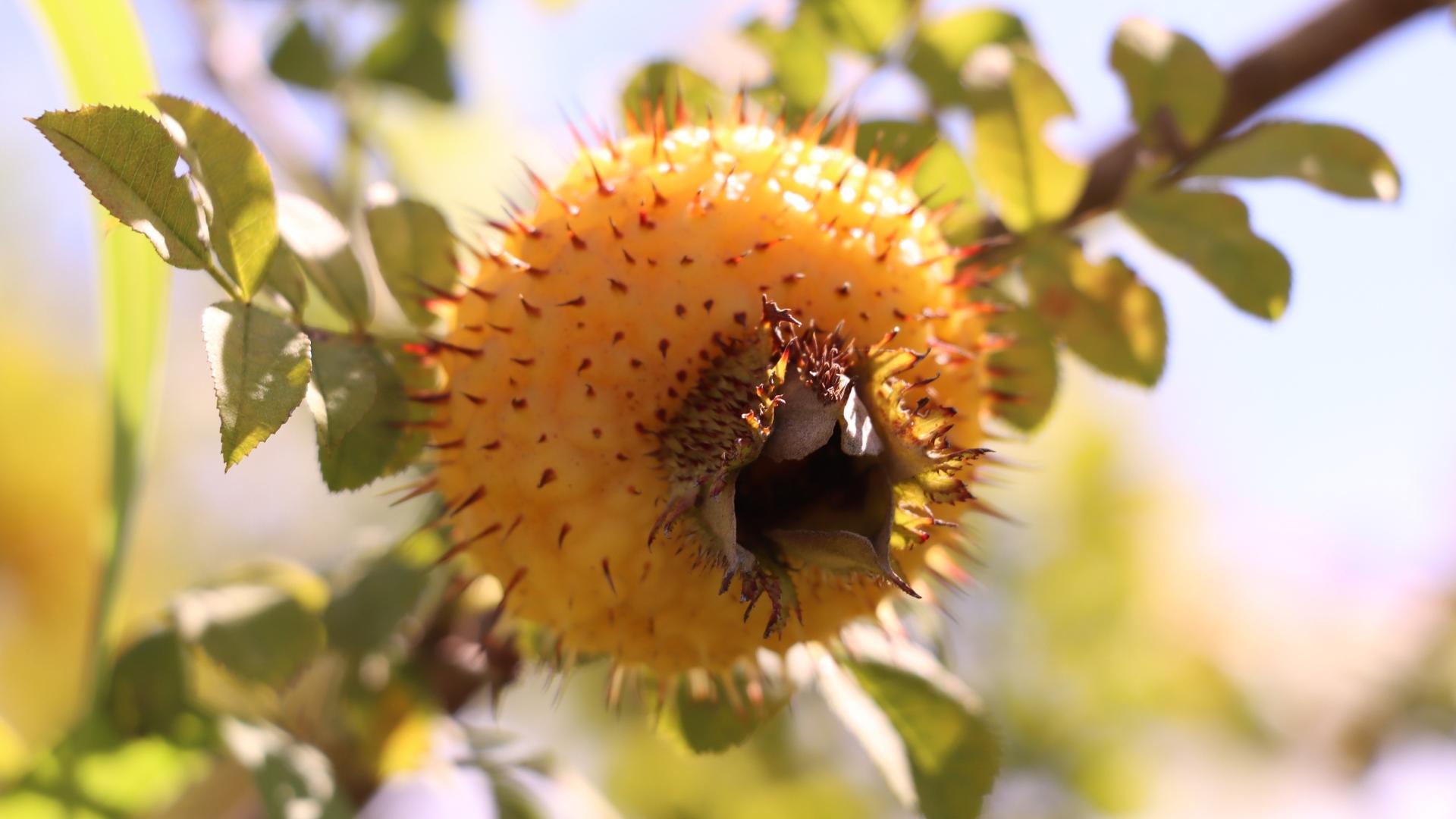 Spiky 'golden fruit' boosts prosperity in rural Guizhou - CGTN