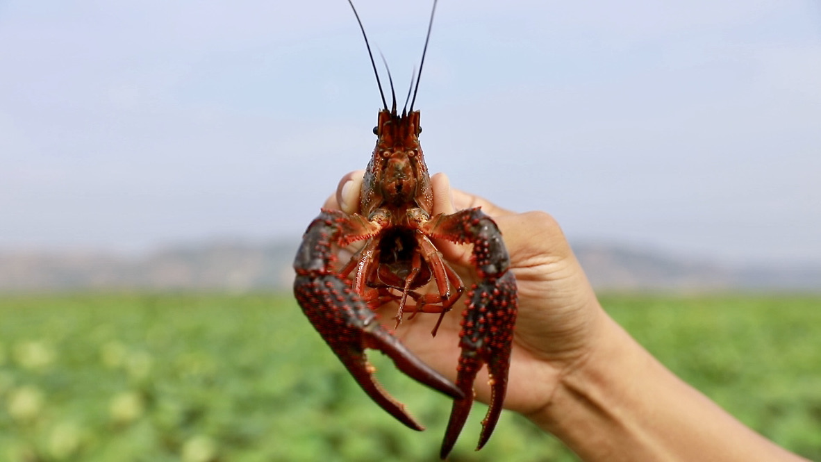Bumper harvest, booming sales: Yellow River crayfish season - CGTN
