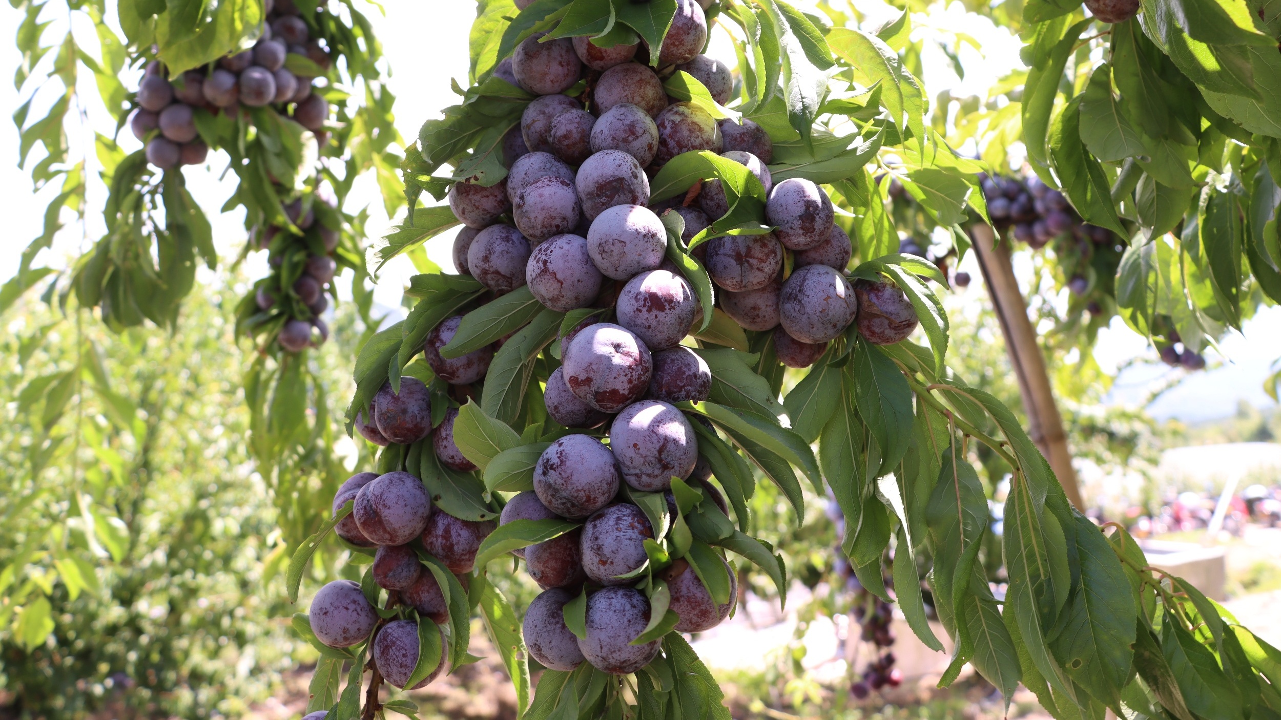 Crisp red plums fuel rural revitalization in Guizhou - CGTN