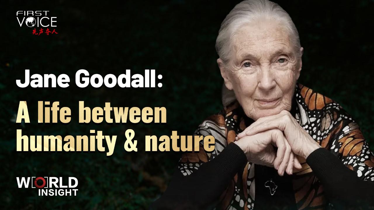 Jane Goodall: A life between humanity and nature - CGTN