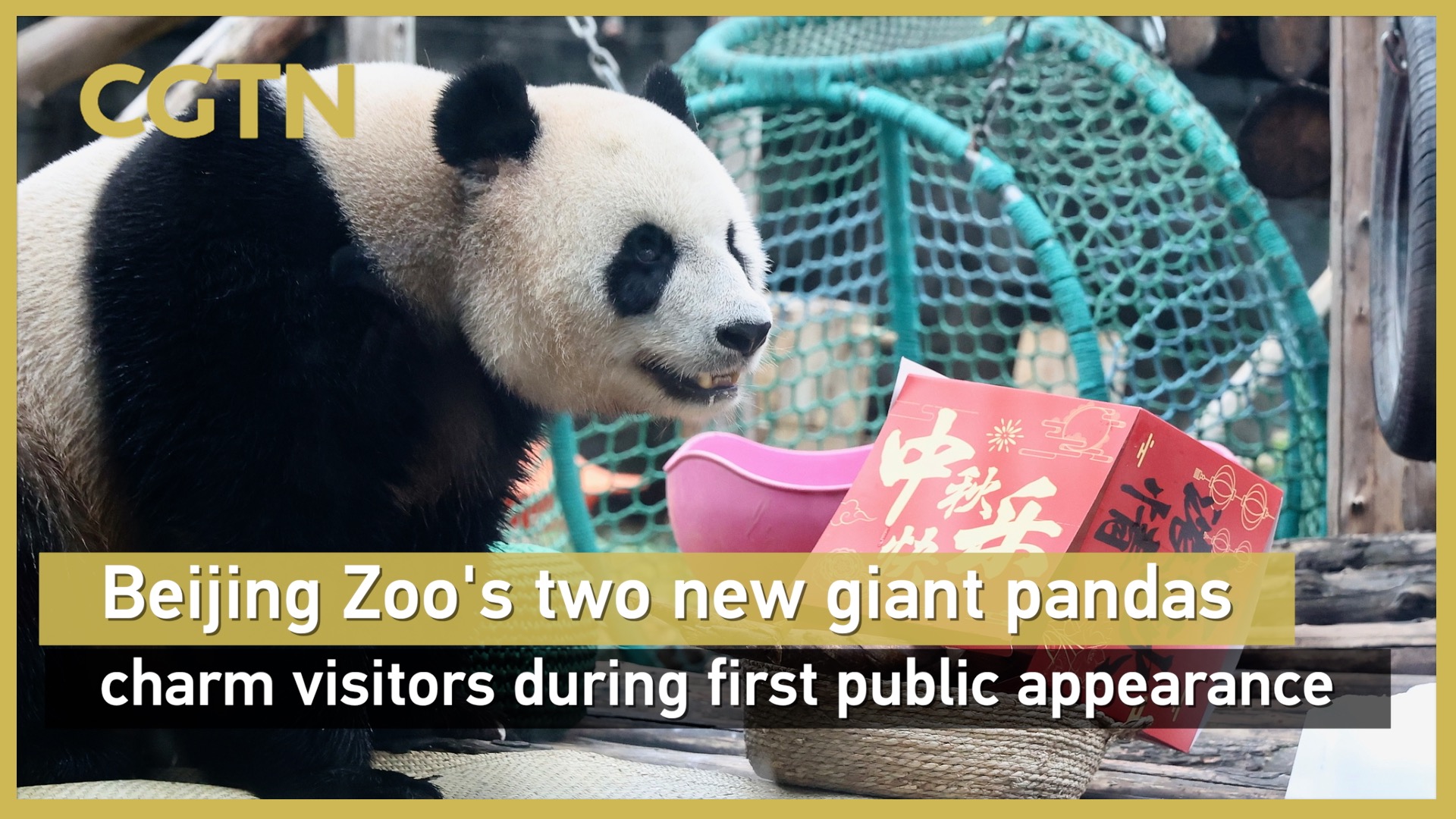 Beijing Zoo's two new giant pandas charm visitors - CGTN
