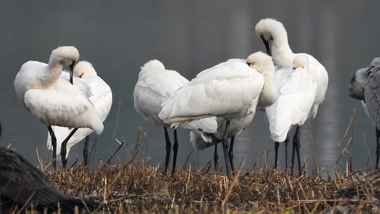 Wings on the wind: Rare migratory birds return to N China wetlands - CGTN