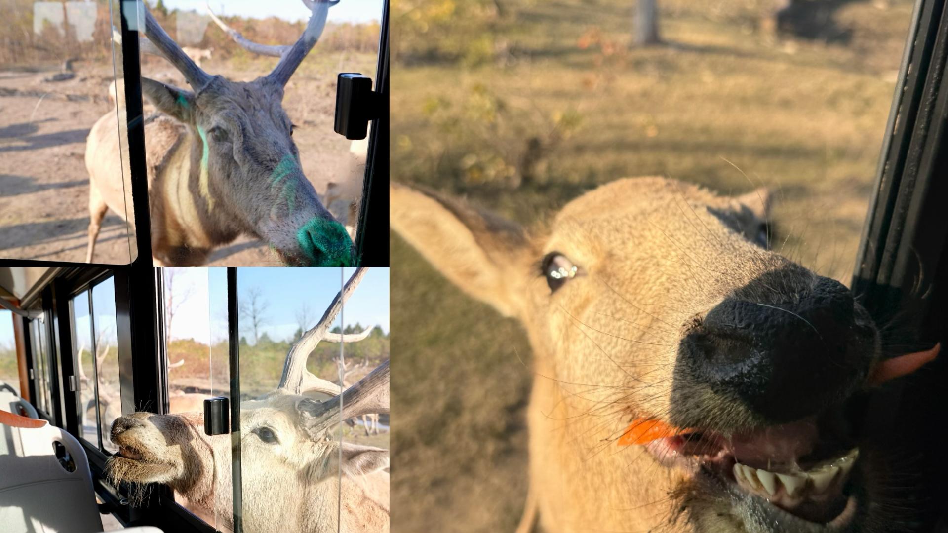 Close encounters with Chinese elk - CGTN
