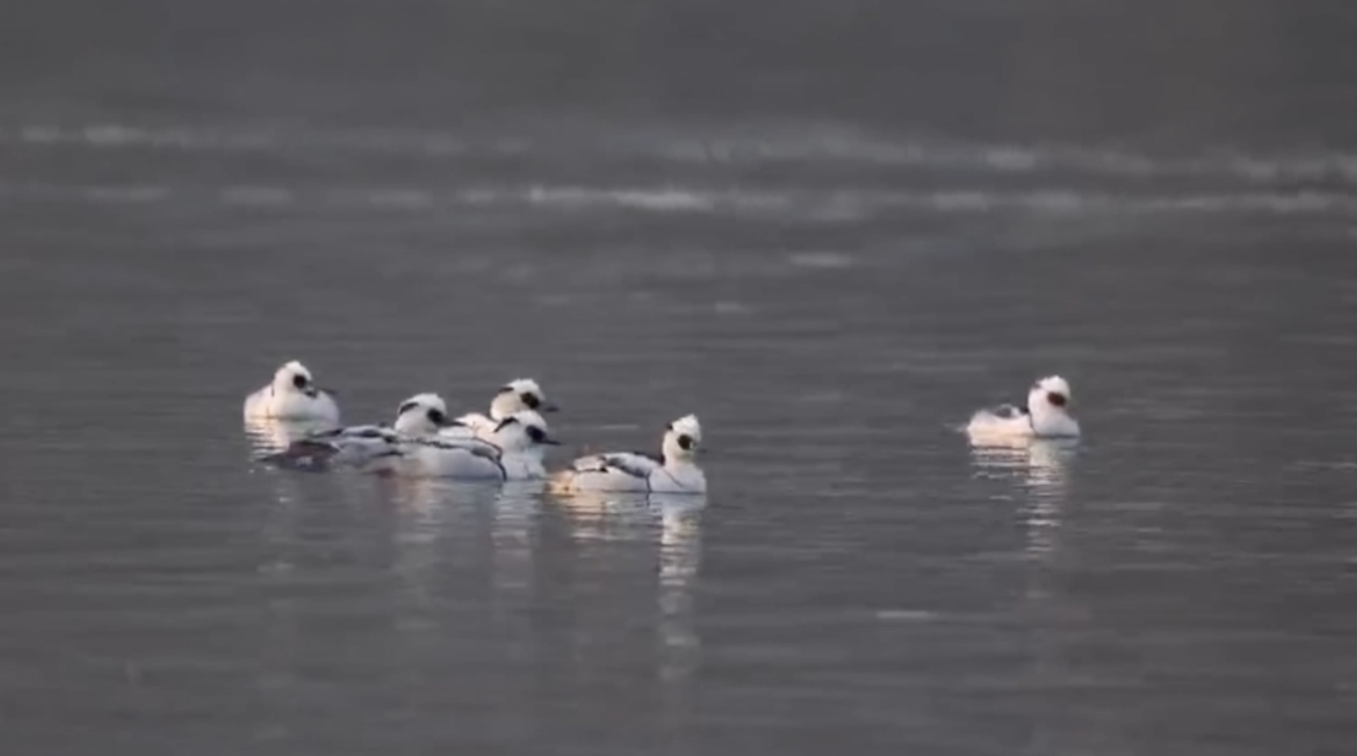 Enhanced wetland protection brings 'panda ducks' back to Yellow River ...