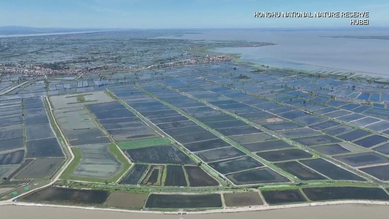 Birds return as central China's Honghu Lake springs back to life - CGTN