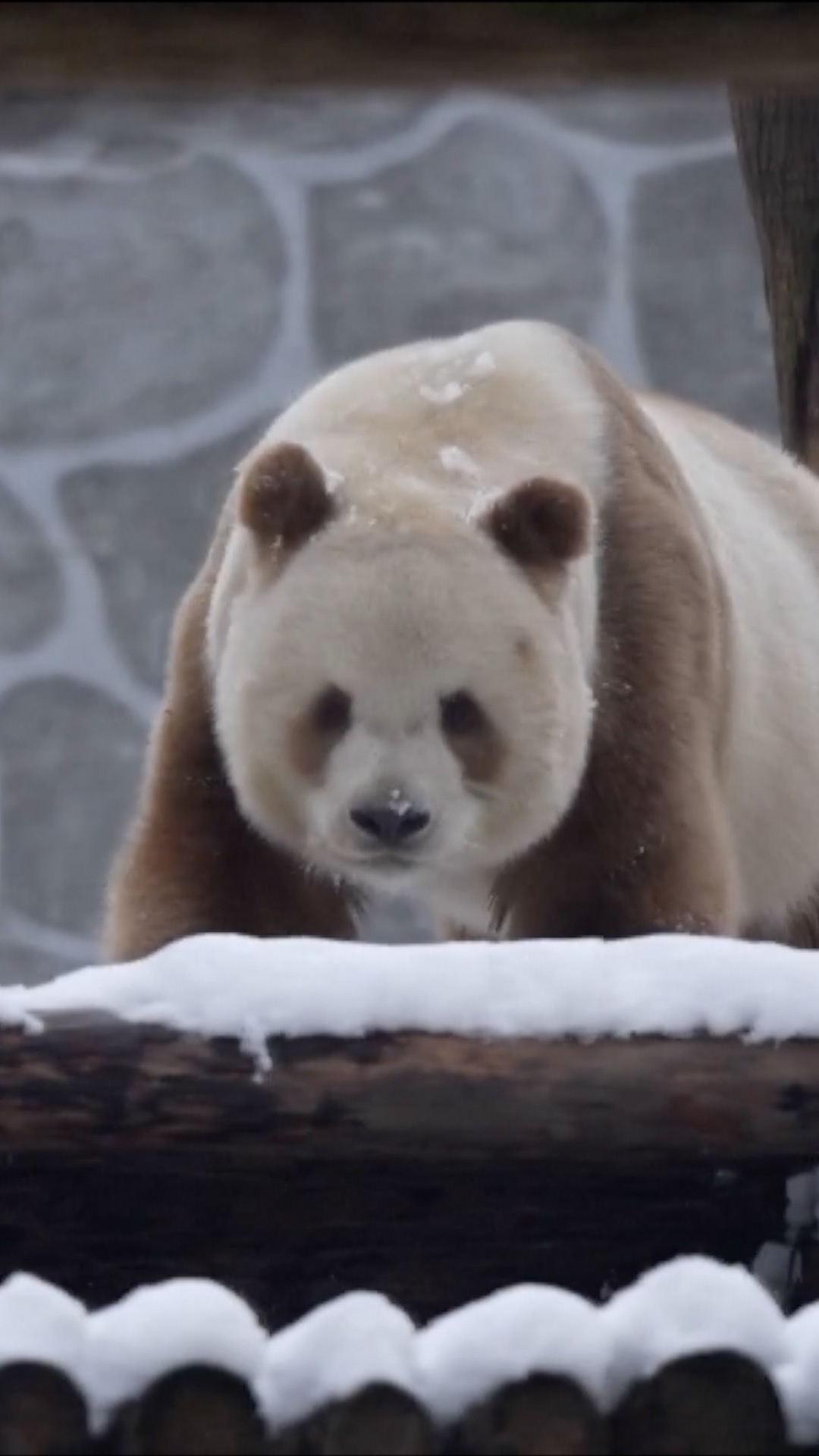 World's only captive brown giant panda enjoys some snowy fun - CGTN