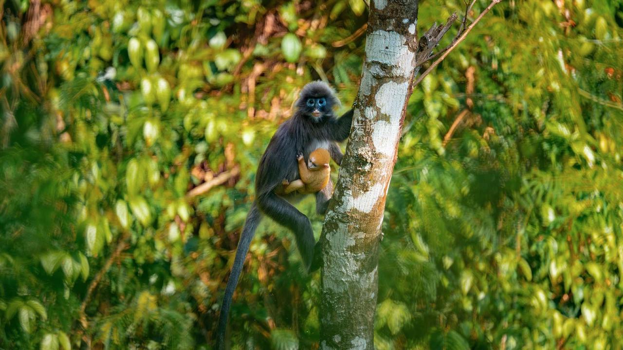 A golden new life: Baby langur spotted in southwest China - CGTN