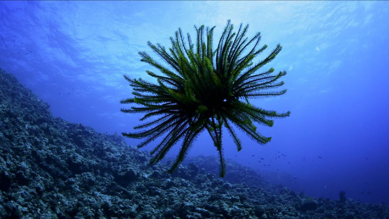 Amazing Sansha series – episode 1: Sea lily - CGTN