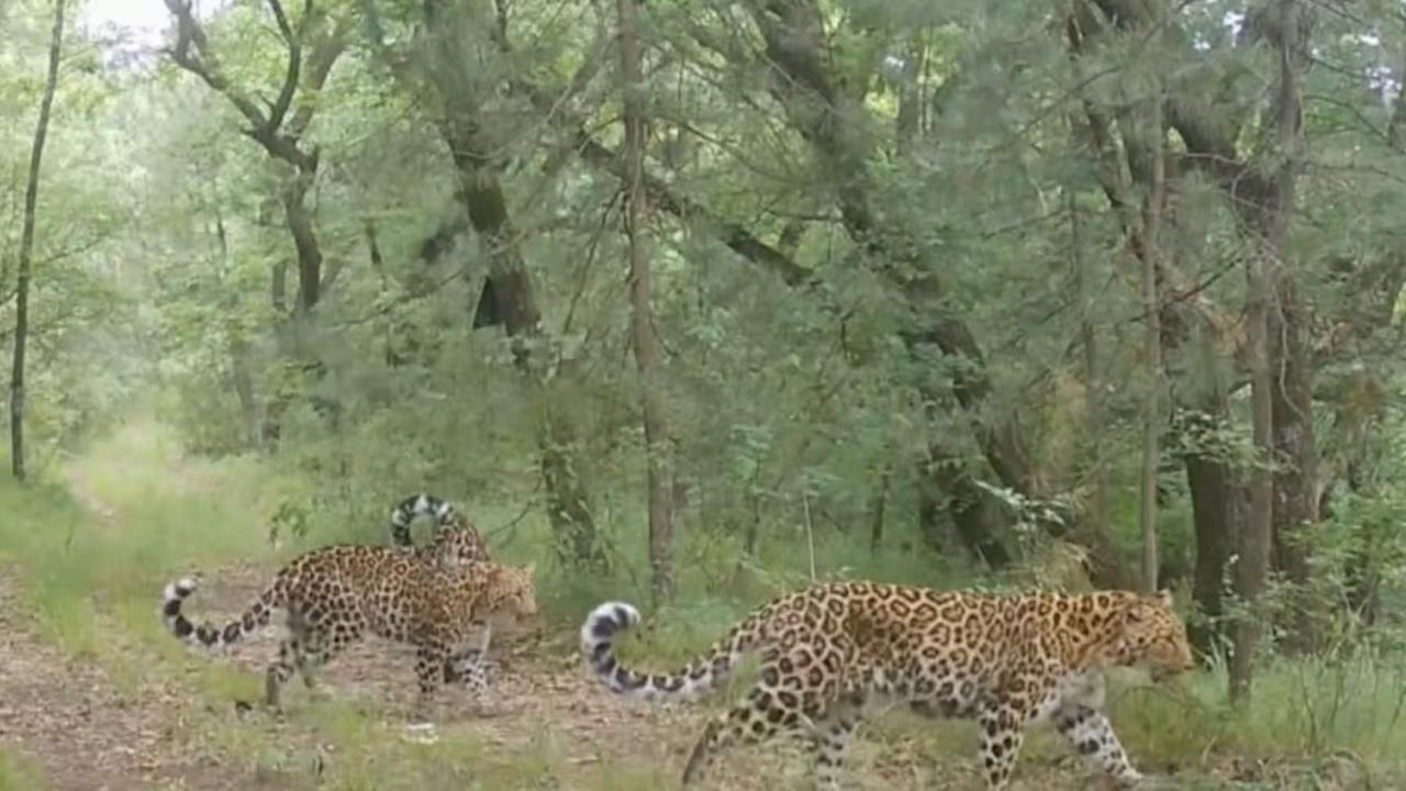Smart conservation expands North China leopard habitat in Gansu - CGTN