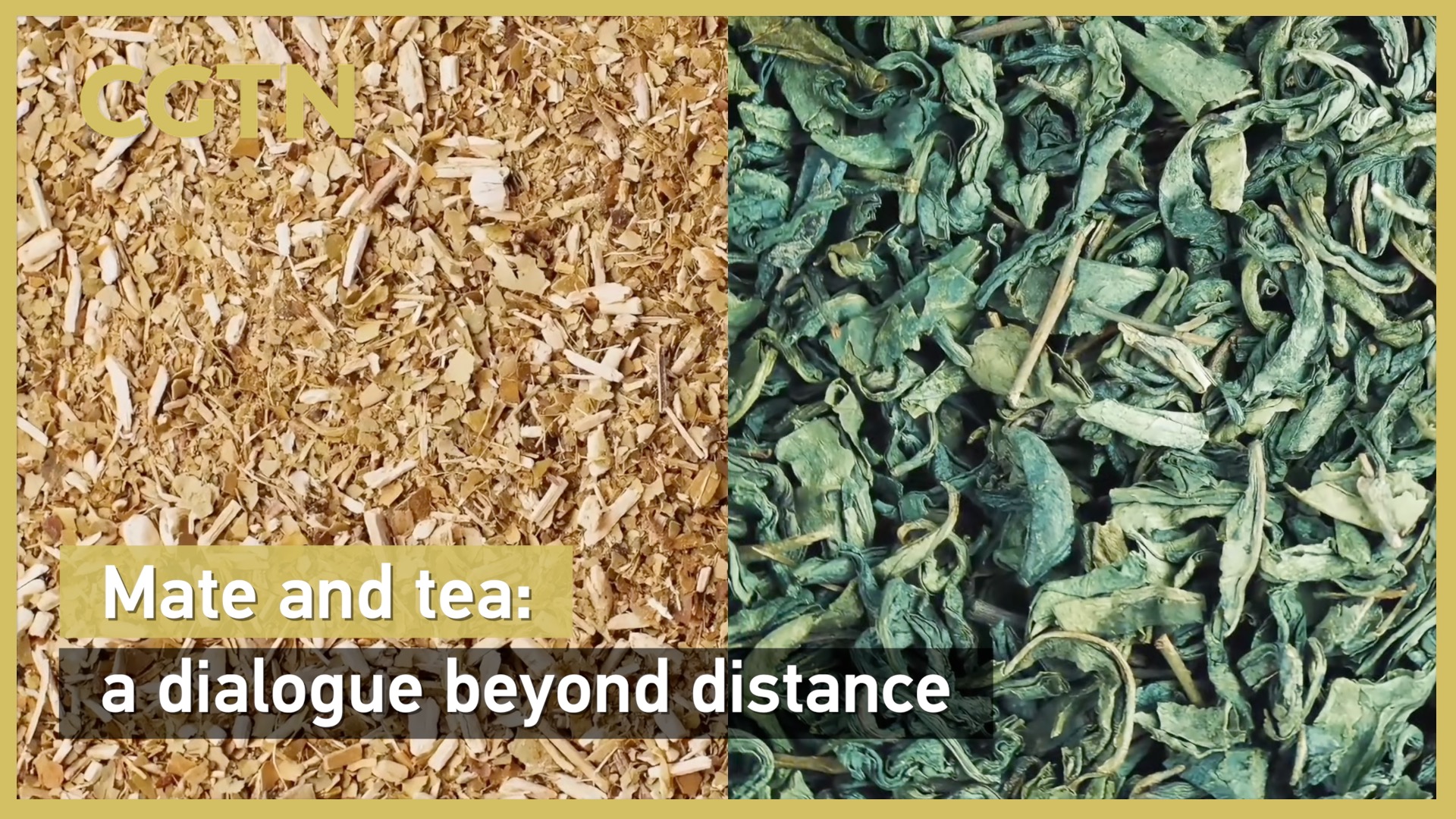 Mate and tea: a dialogue beyond distance - CGTN