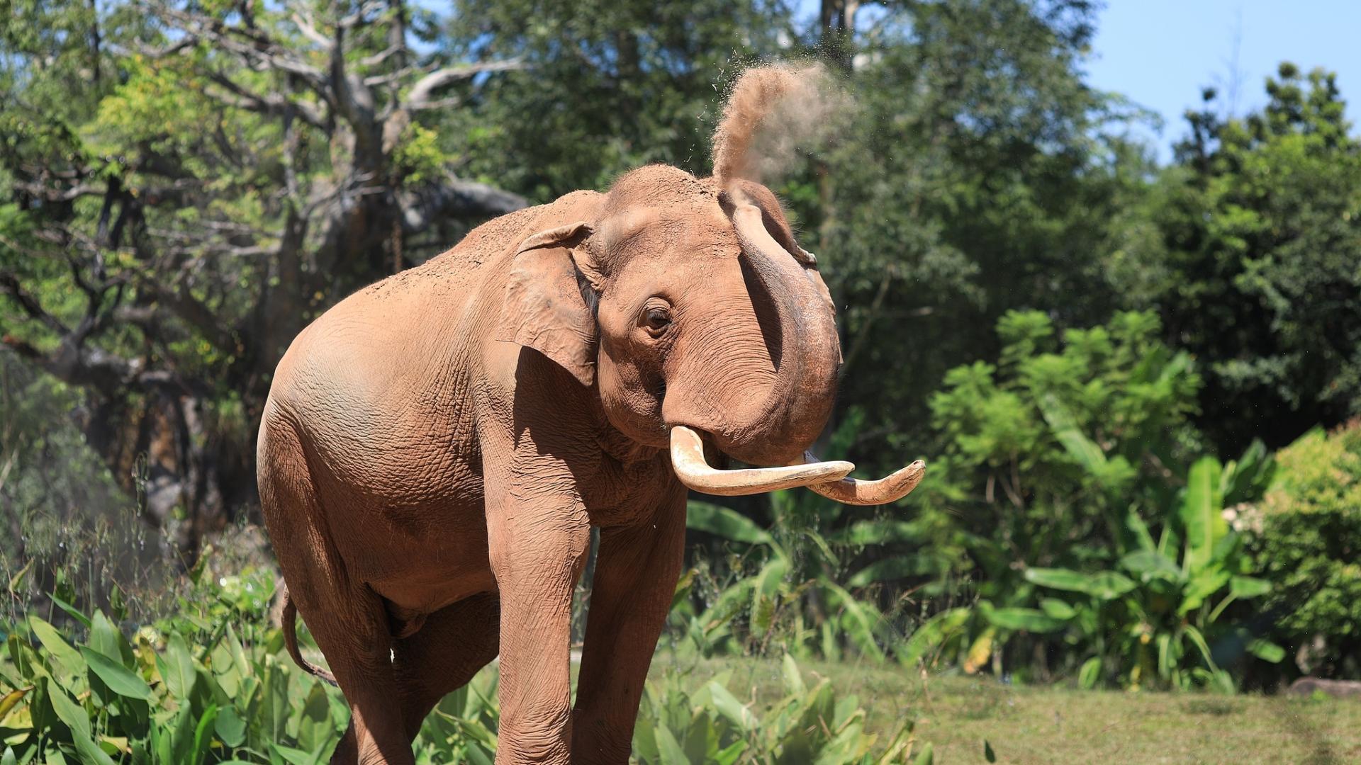 Flying power lines: How technology protects wild Asian elephants - CGTN