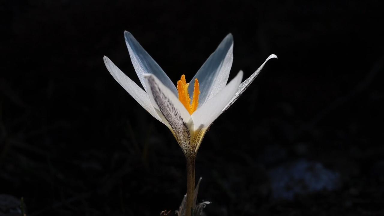 Ice-top flowers bloom early in Xinjiang's Tianshan Mountains - CGTN