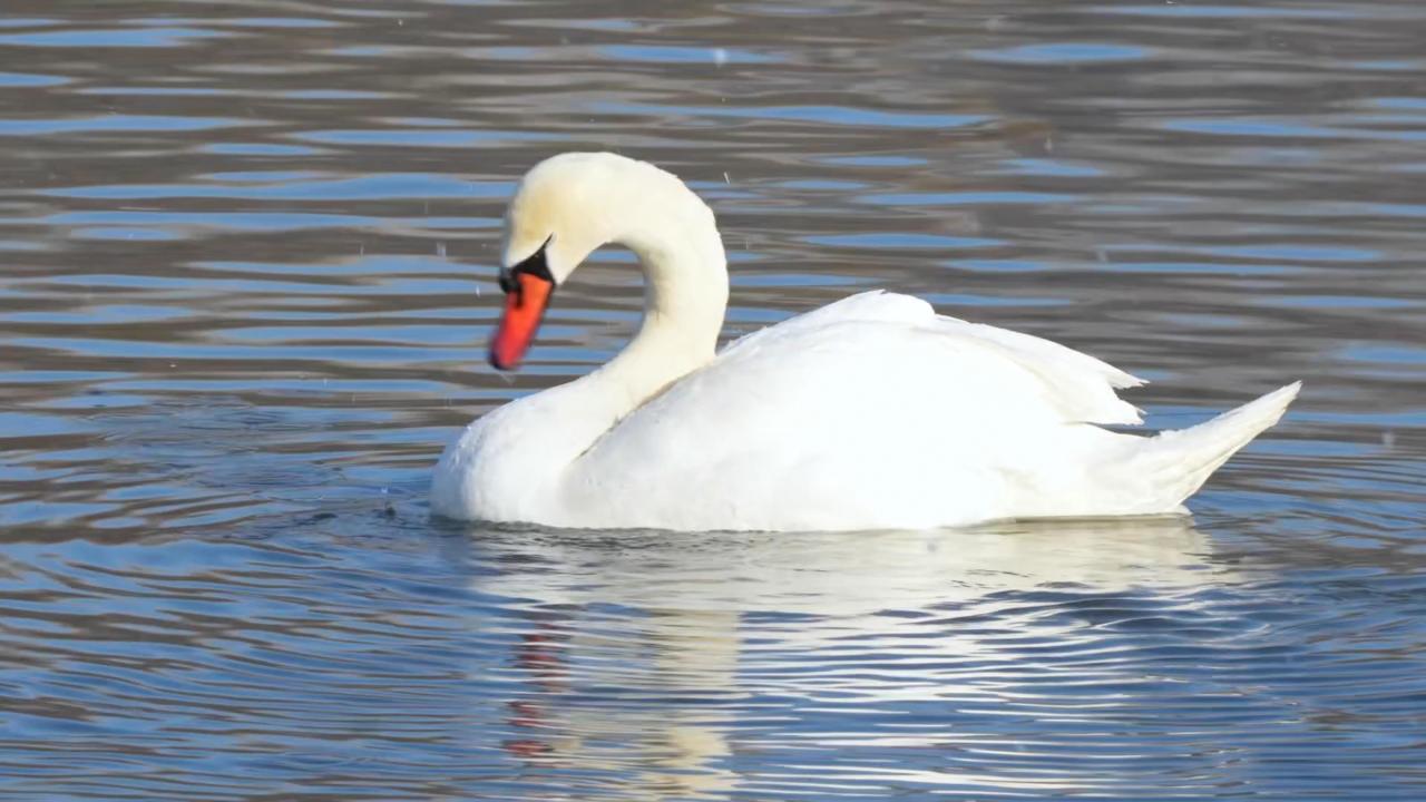 Whooper swans prepare for northward journey at Xinjiang wetland - CGTN
