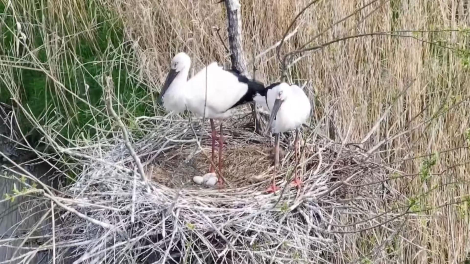Endangered Oriental stork chick hatches in Dongting Lake - CGTN