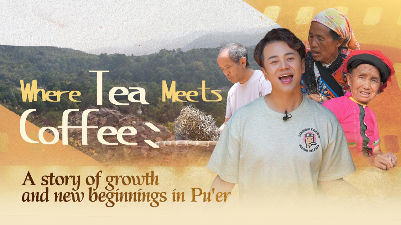 Where tea meets coffee: A story of growth and new beginnings in Pu'er ...