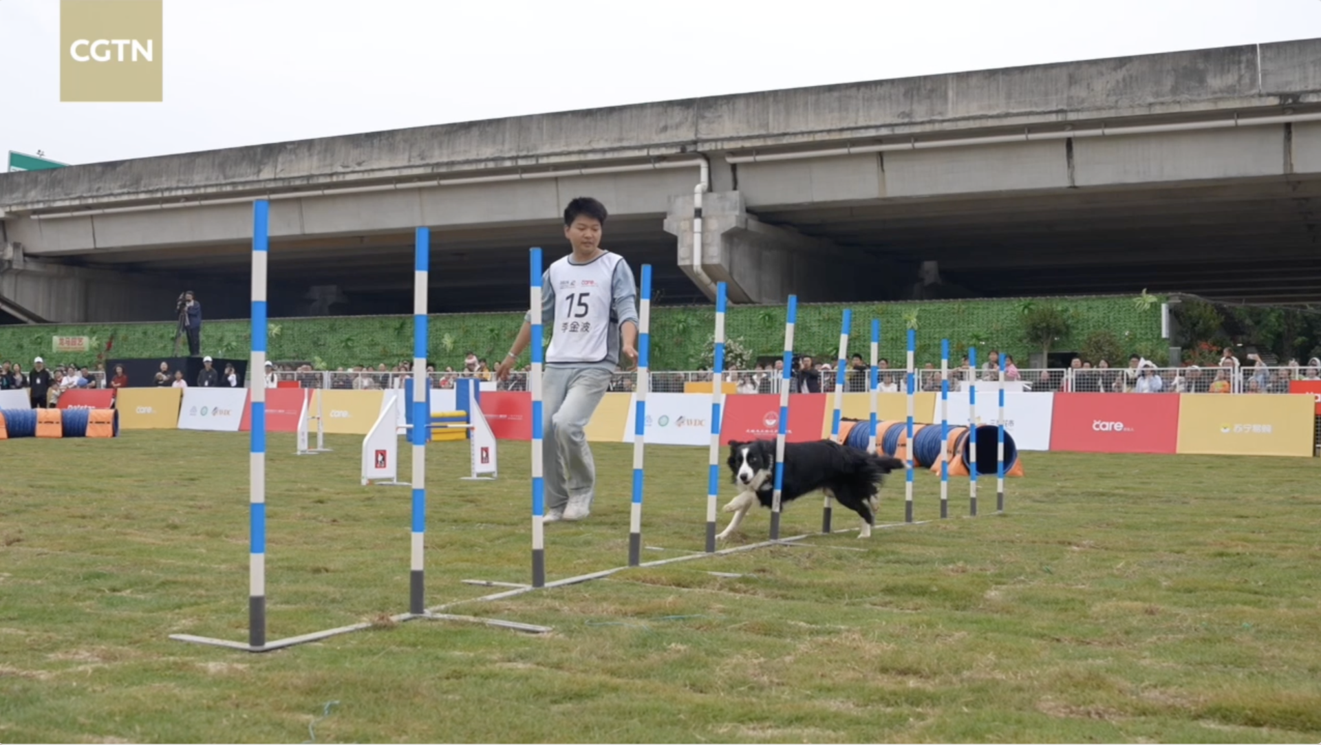Chengdu's very own Dog Olympics - CGTN